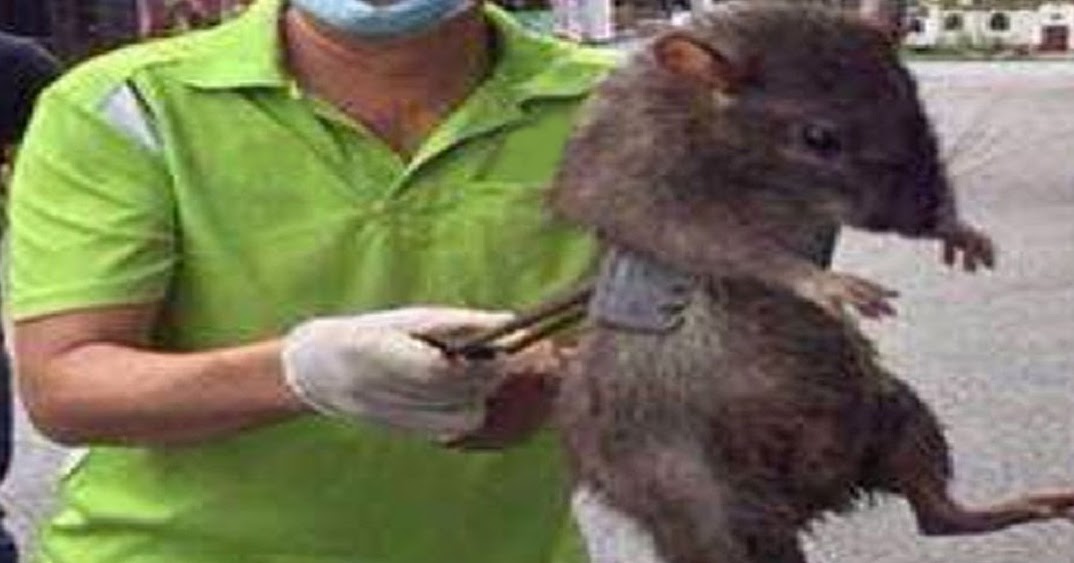 Today's News: Asian Family Lives Off Rats! Only Rats!