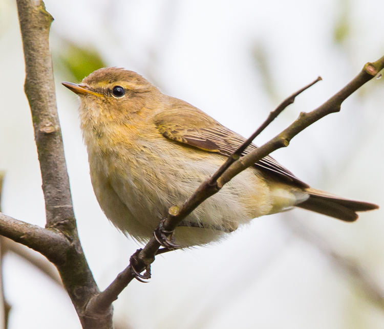 Garro's Birds: CHIFFCHAFF