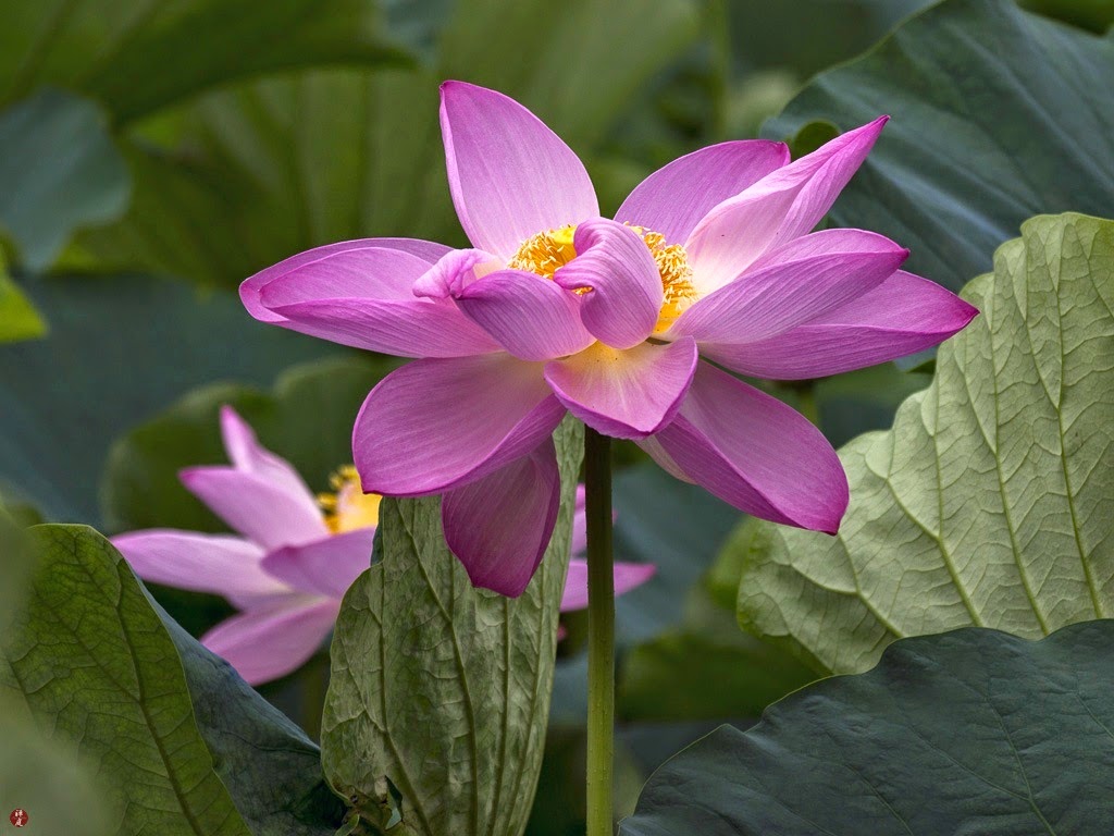 FROM THE GARDEN OF ZEN: 2014