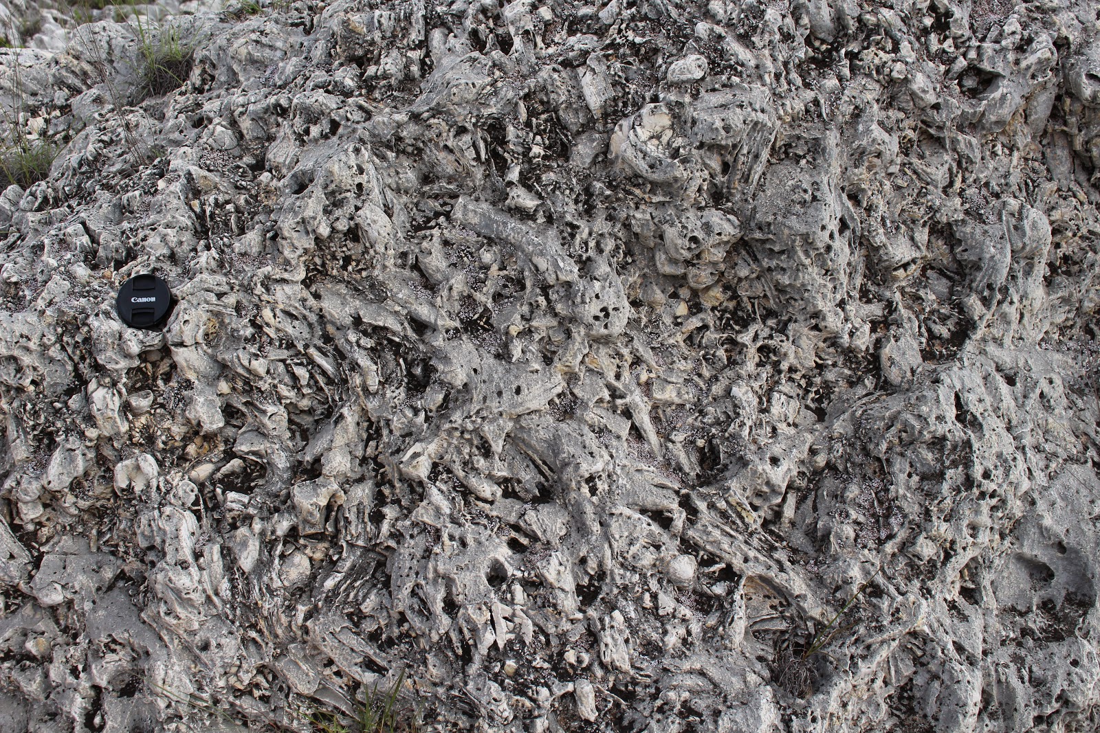 Finding Fossils...: Fossil Reefs around Austin