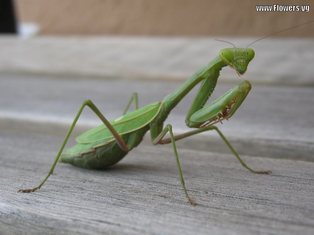 Biology of Animals: Mantis sp. (praying mantis)