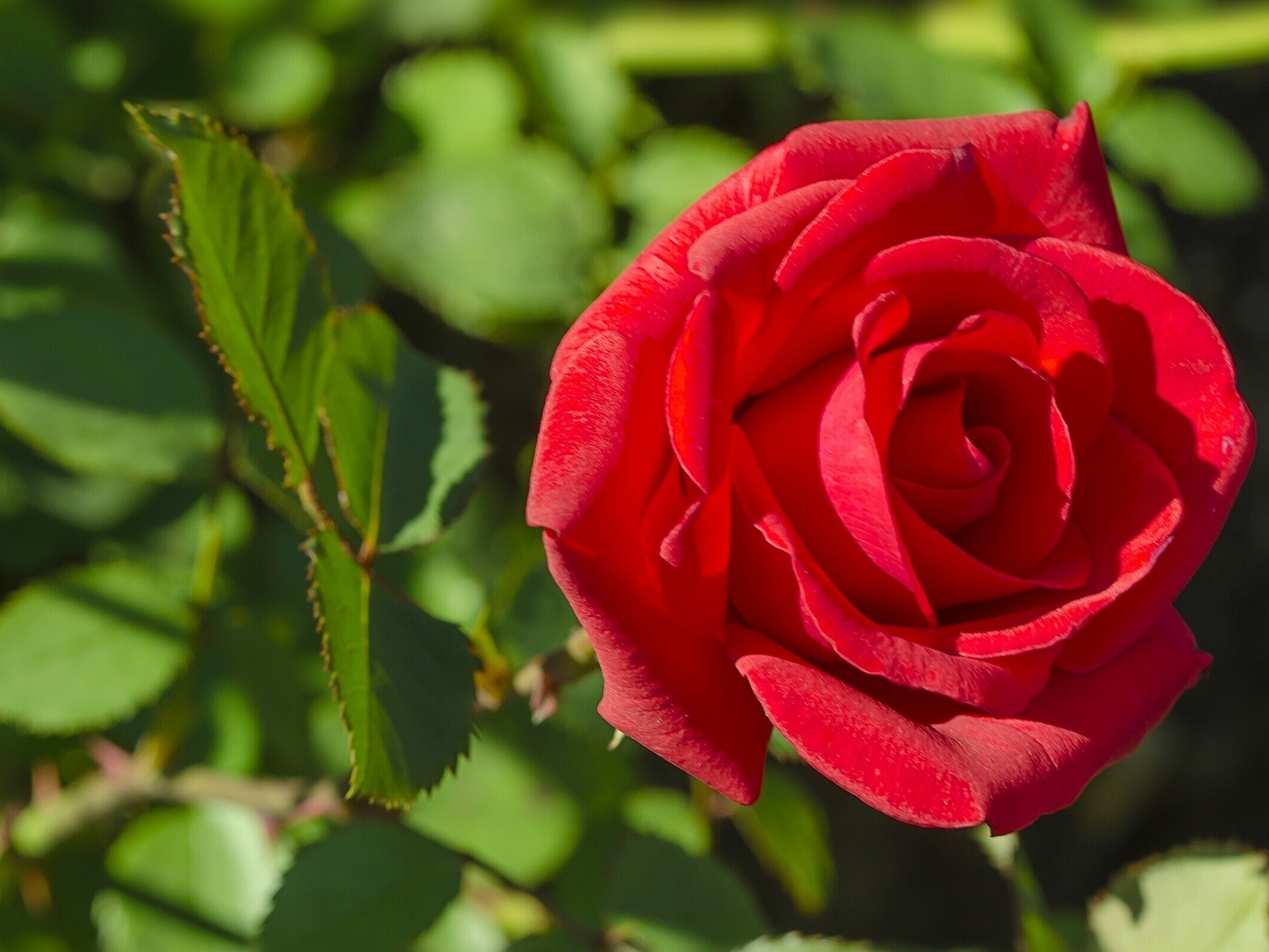 Imágenes de bellas rosas rojas