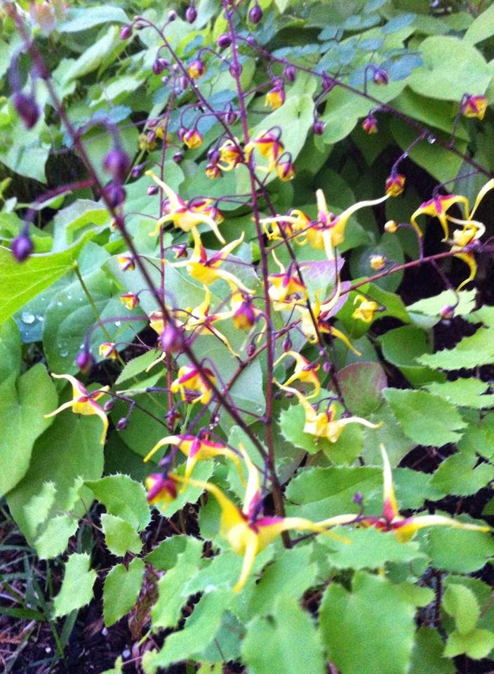 Thursday Garden Review: The Genus Epimedium | Teza's Hortus Magnificum