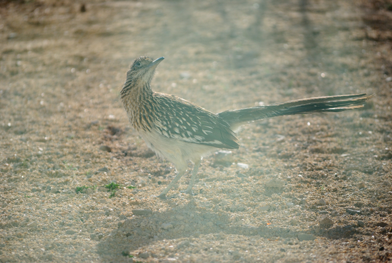 karine's blog: Roadrunner farewell