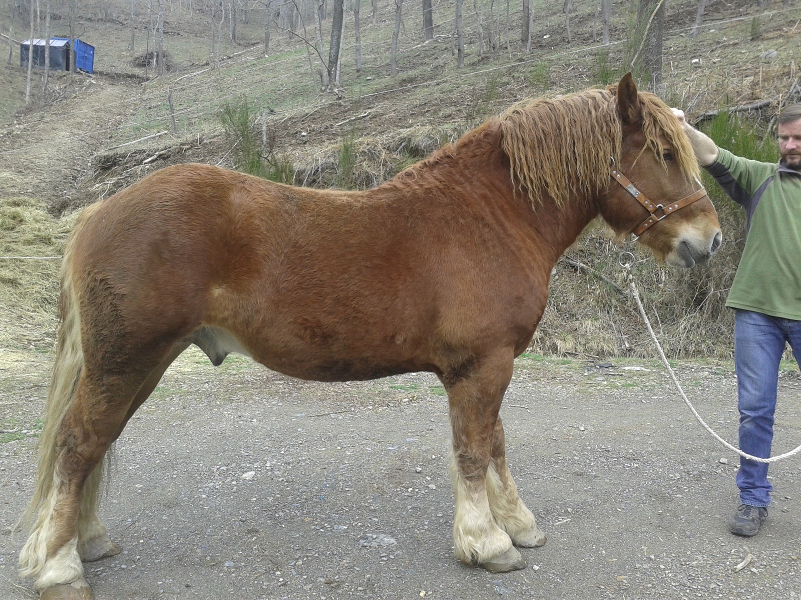 cavall pirinenc catala: En jaqui va a l’escola.