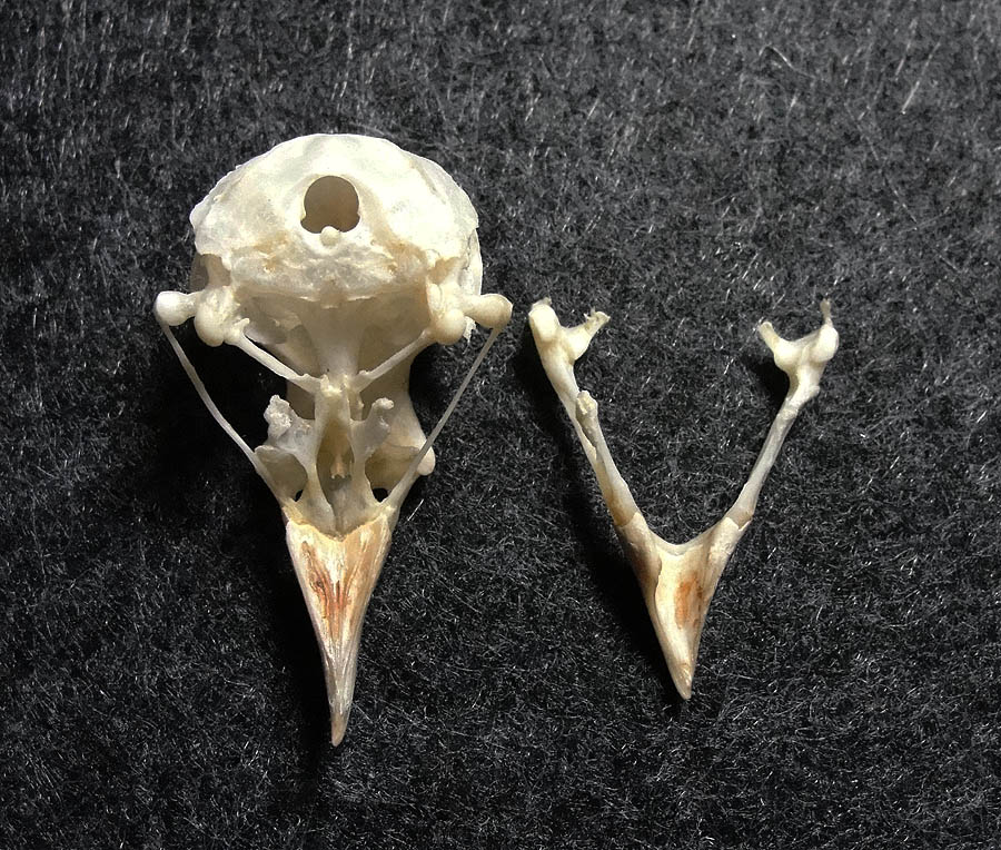 Bones 'n Nature: Bird Beaks