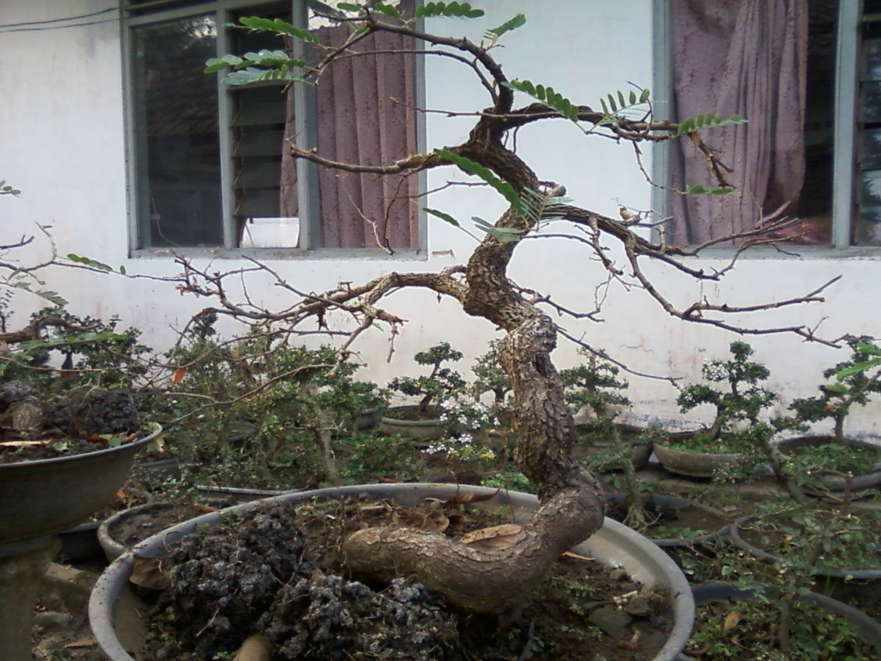 MUSTIKA AJI: Bonsai Asem Jawa