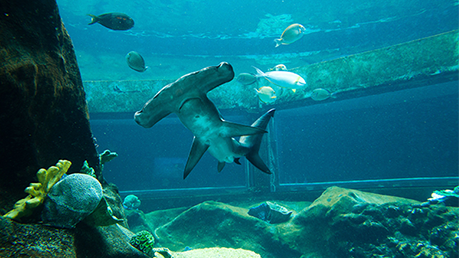 Sub Sea Systems - Our World: Celebrating National Aquarium Month!