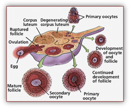 Pojok Belajar Bidan: Anatomi Fisiologi Organ Reproduksi Wanita ...