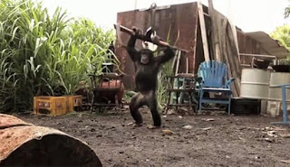 Monkey shoots a machine gun from the soldiers | EVENTS MAGAZINE 24