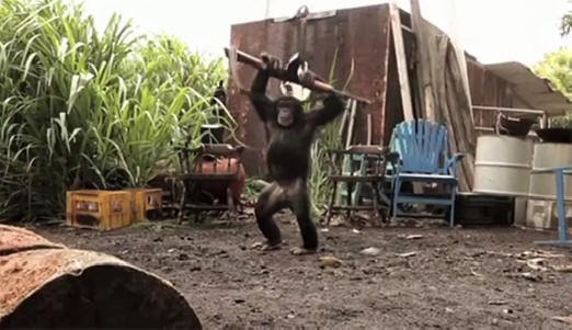 Monkey shoots a machine gun from the soldiers | EVENTS MAGAZINE 24