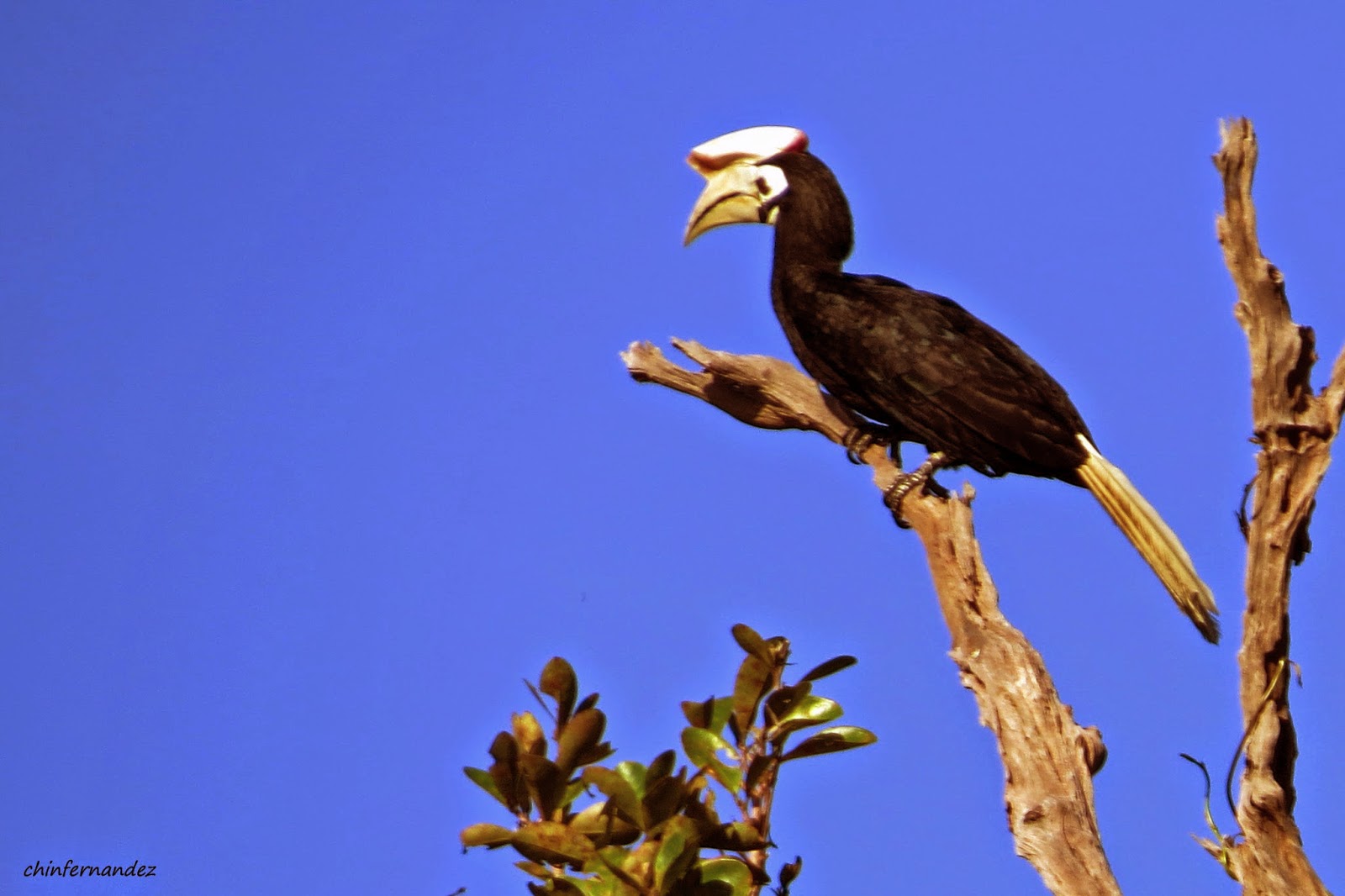 The Chiwit Chronicles: BY2014, the year that was...