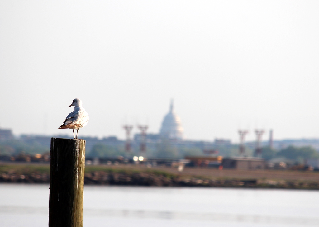 Ben's Journal: Exploring Daingerfield Island