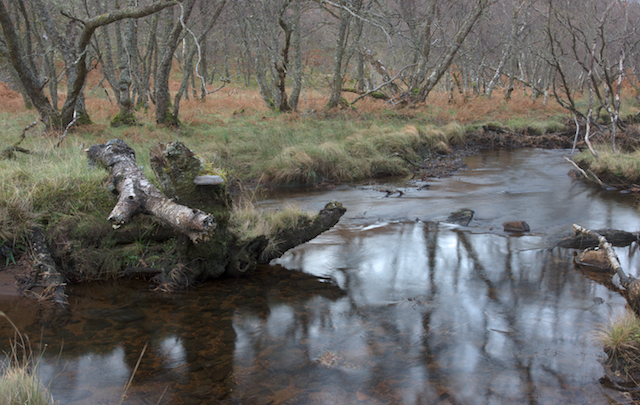 8th Colour Landscape Photography: The Ardvar Woodland SAC