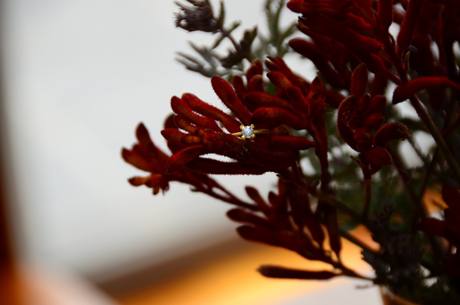 Mel Miller: King Protea and the Wedding Rings