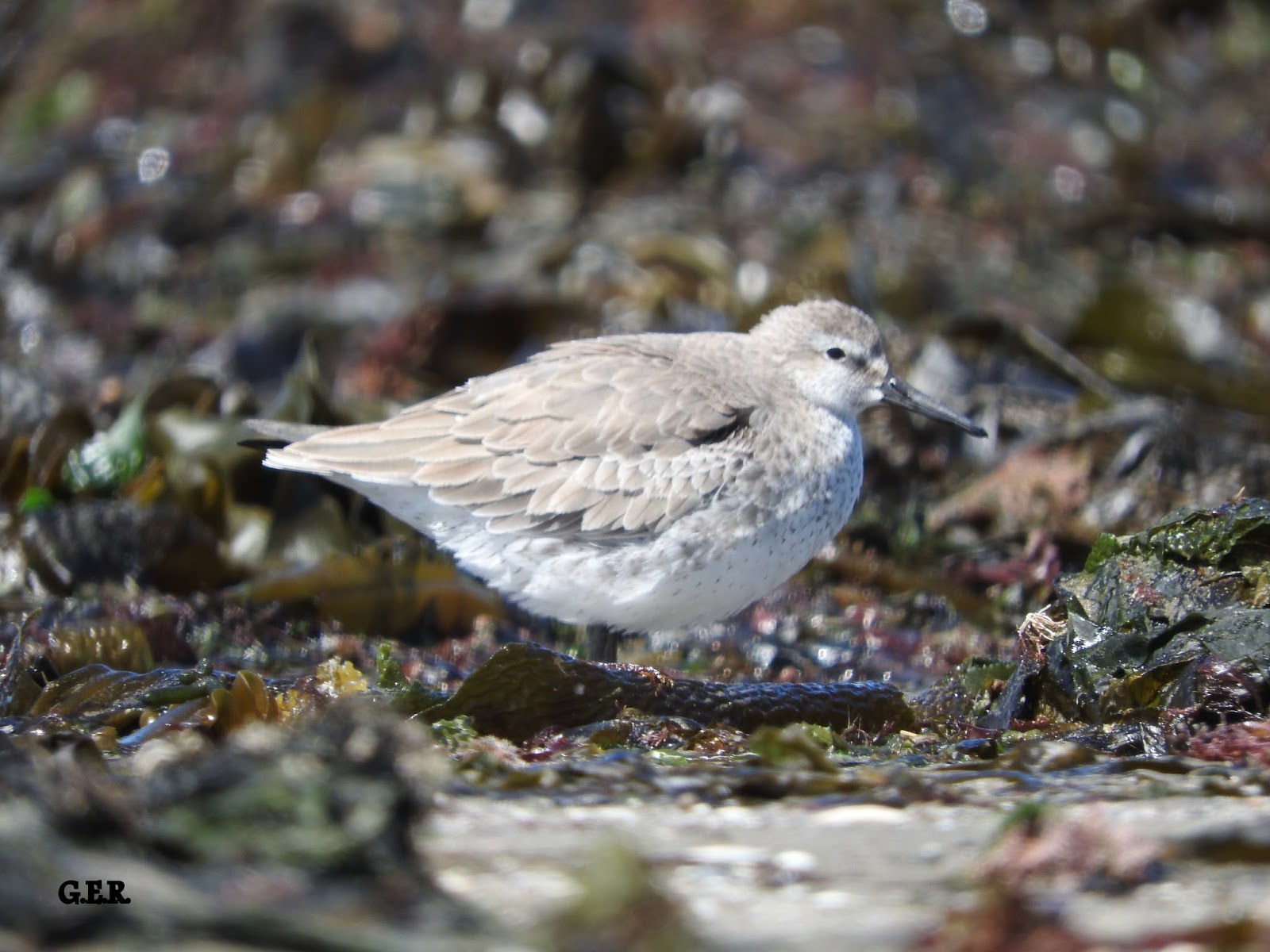 Aves del Golfo San Jorge: Playero rojizo (Calidris canutus)