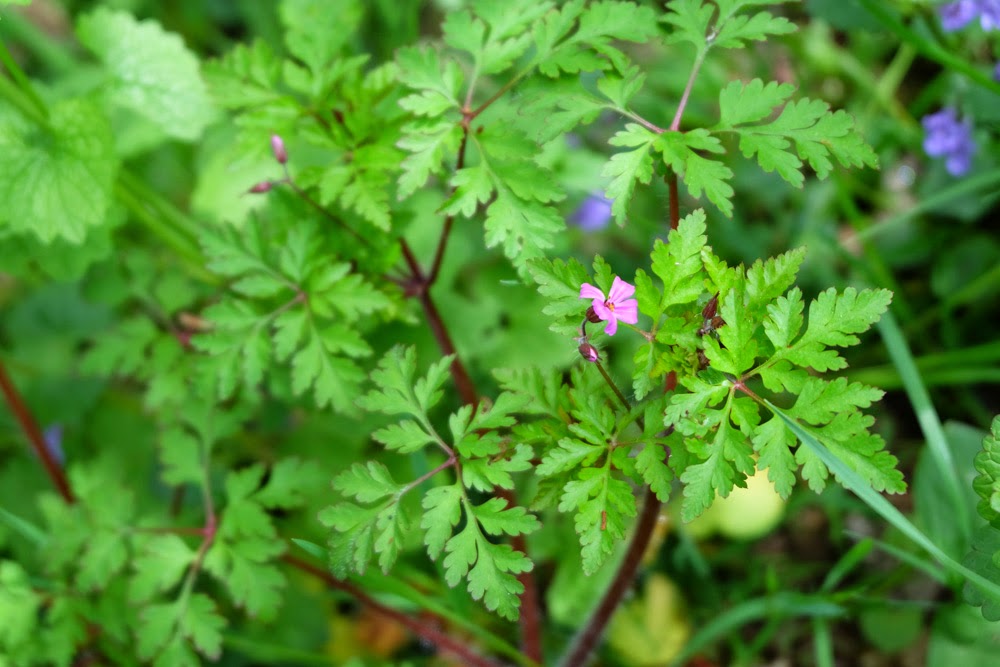 Carnet Nature: Géranium Robert