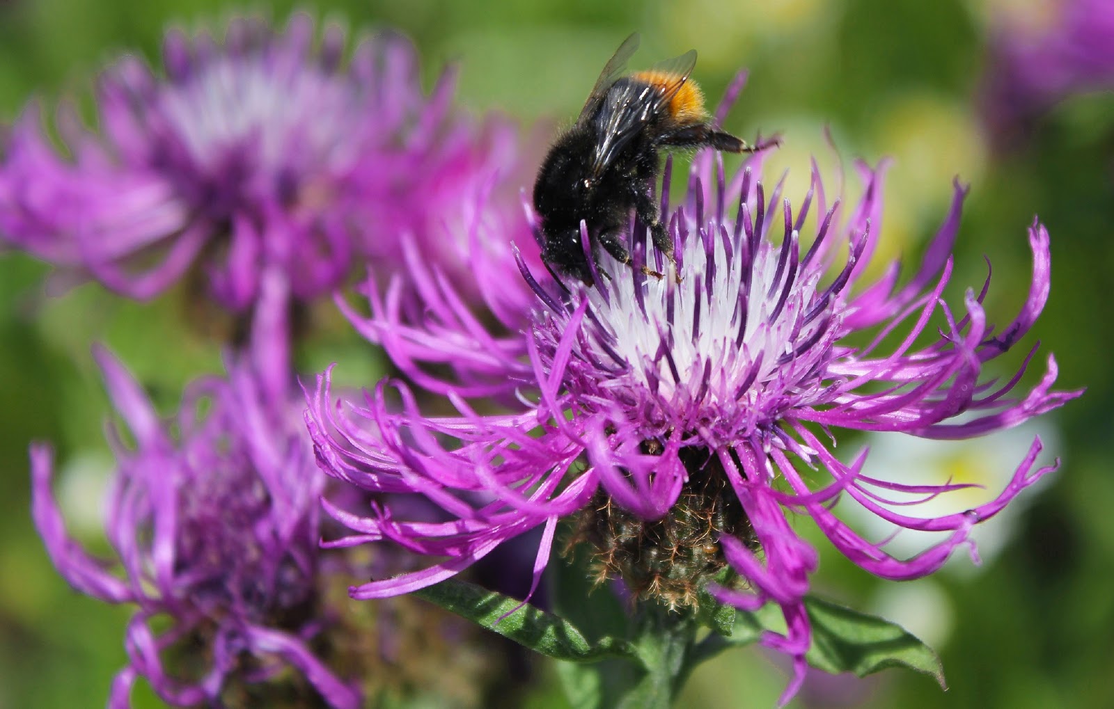 Travel & Adventures: Moscow, Russia, four seasons. The Nature of Moscow ...