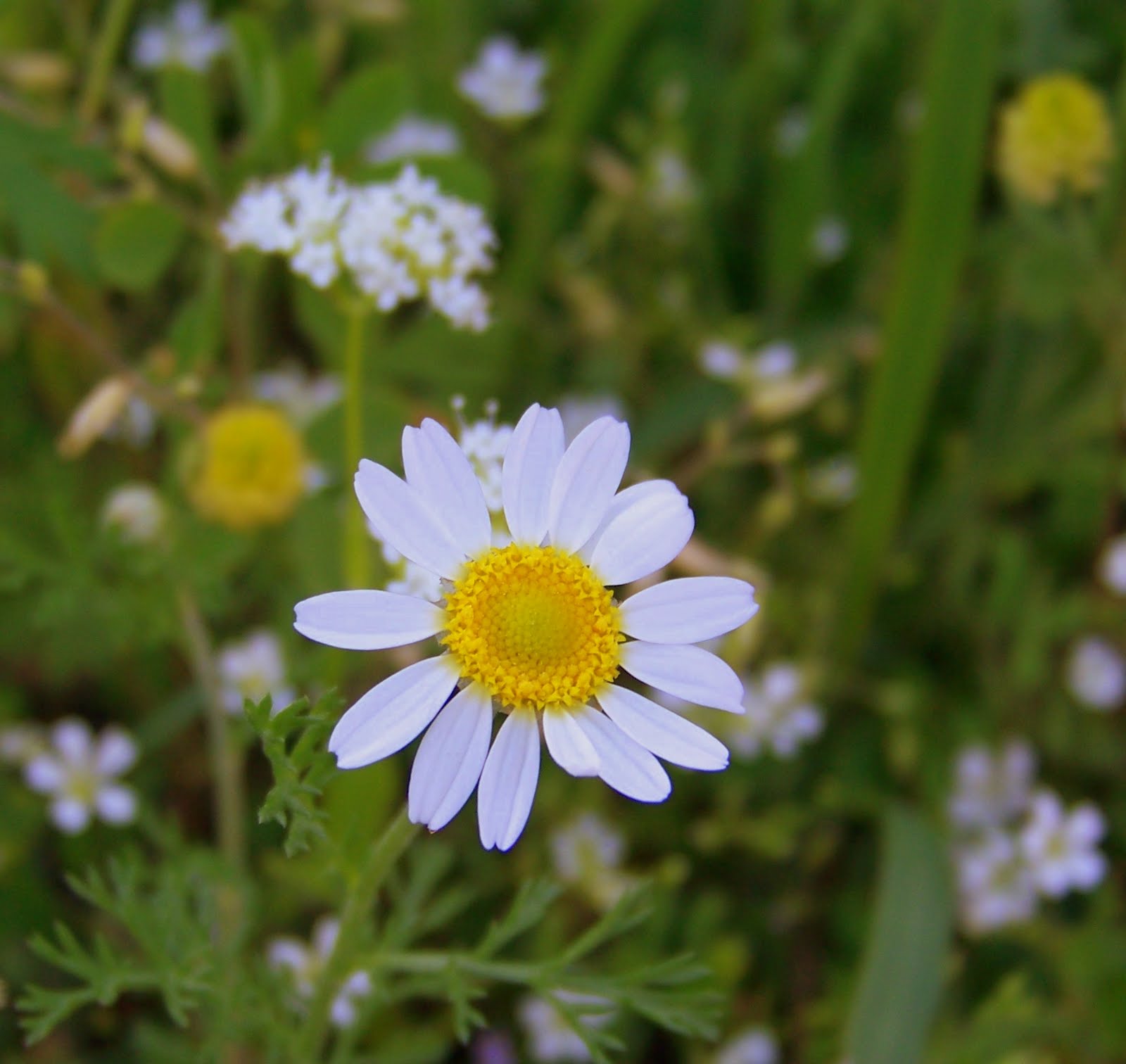 Wildflowers N Wildlife in Middle, Tennessee: Western Daisy (Astranthium ...