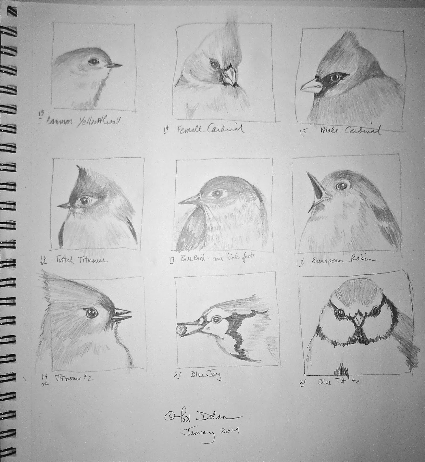 PAT's ART JOURNAL: Pencil Studies for a Series of Bird Portraits