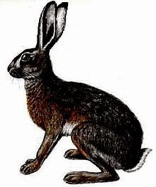 The Bunny Parade: Especies de liebres y conejos en México