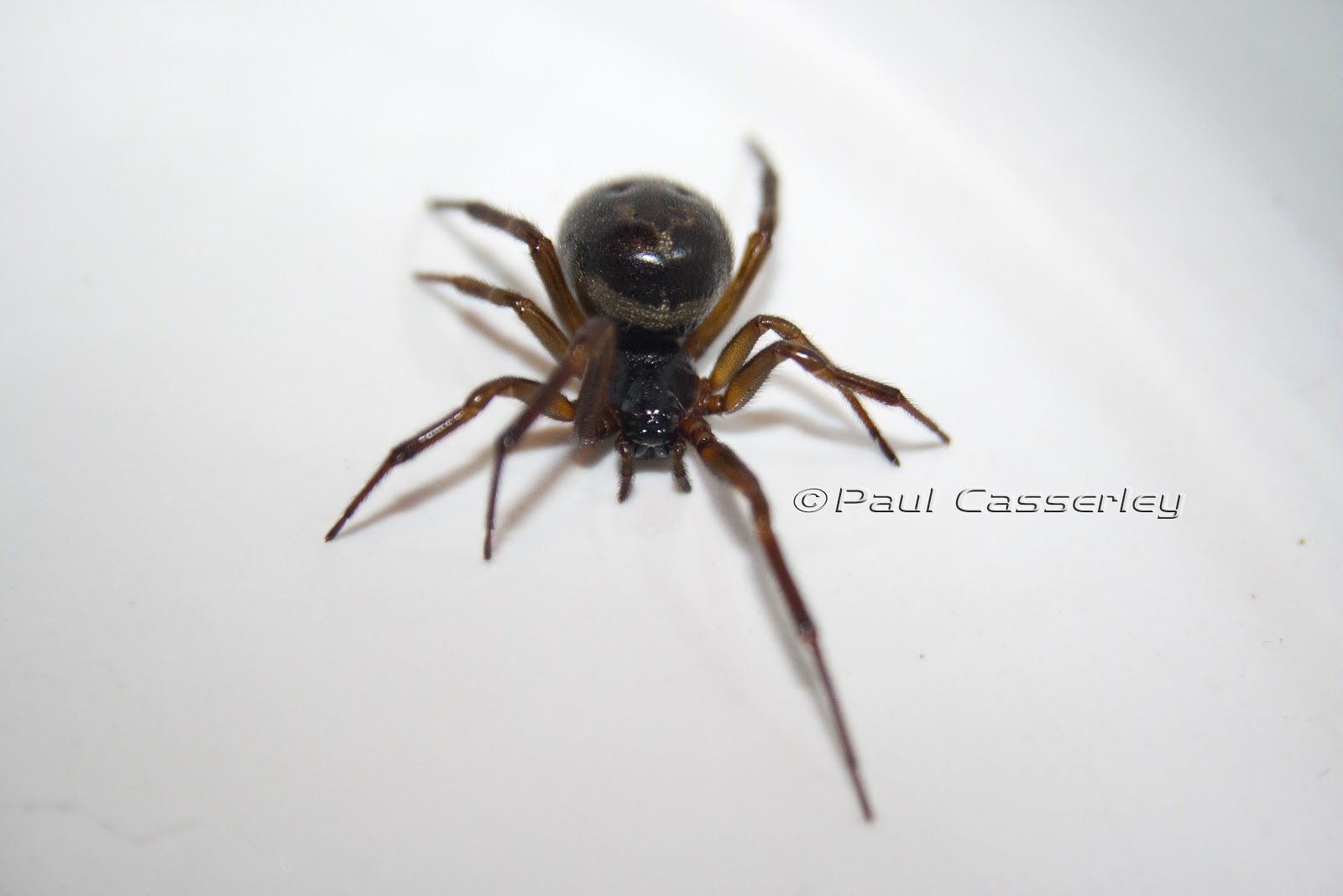 Britain's most reliable spider blog.