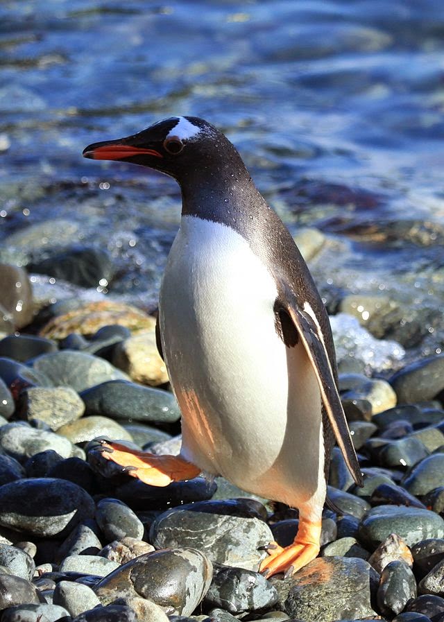 Amazing Gentoo Penguin Facts amazing-gentoo-penguin-facts