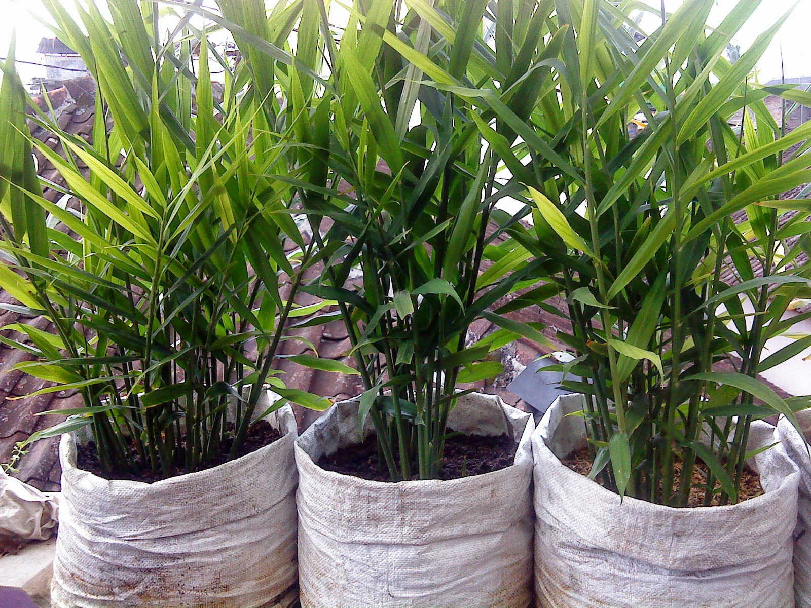 BUDIDAYA JAHE ORGANIK DALAM POLYBAG DENGAN SISTEM VELTIKULTUR: BIBIT JAHE