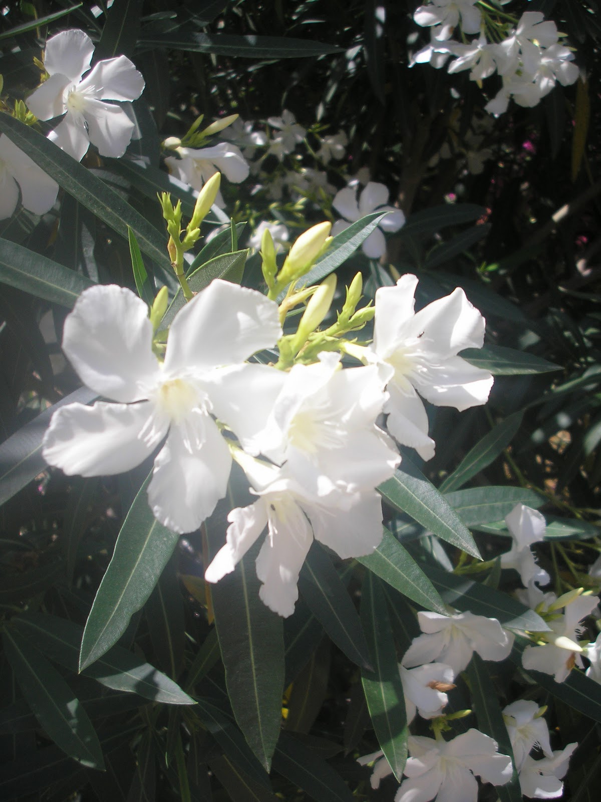 Fundada la esperanza en Cristo resucitado