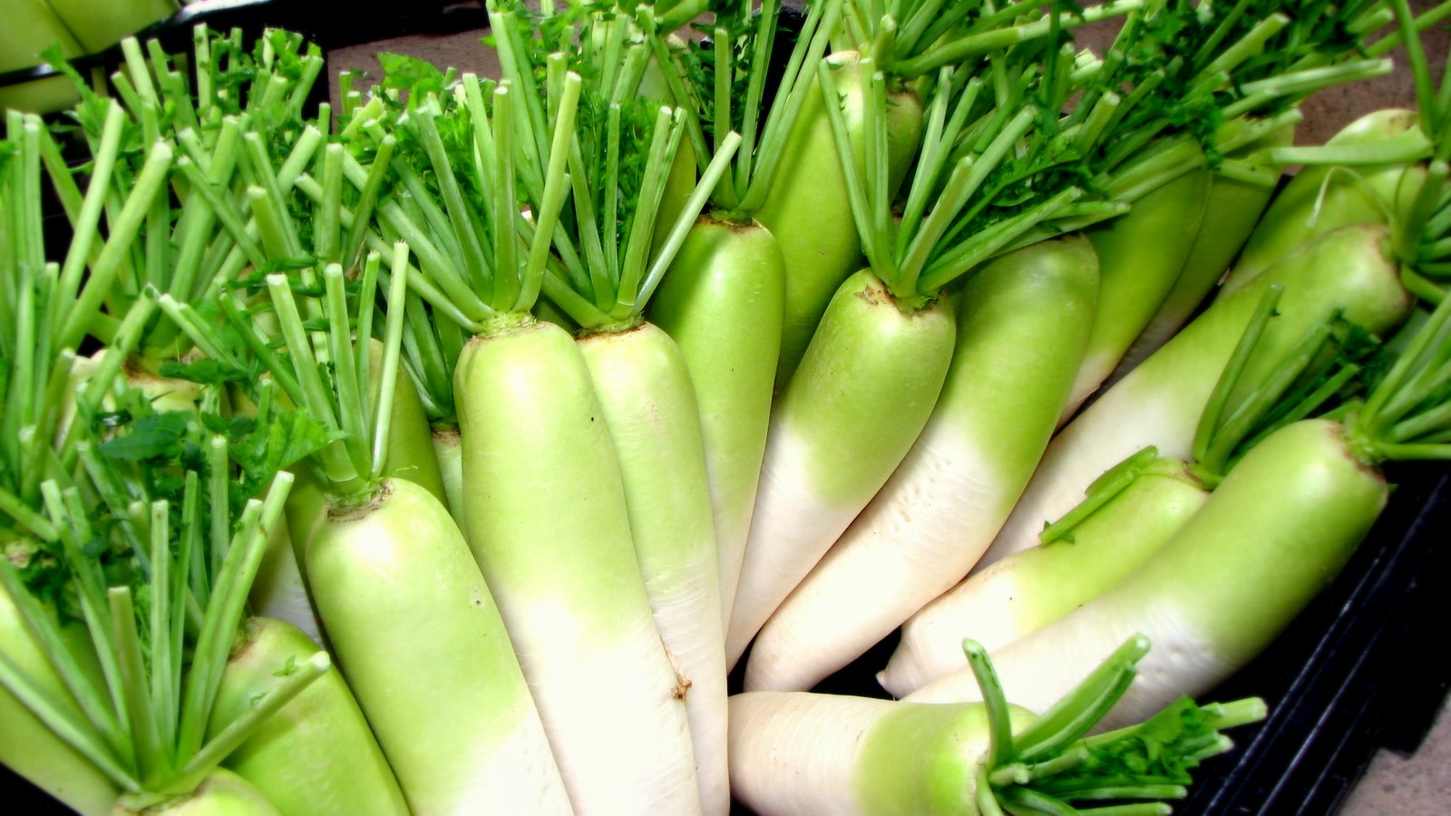 Khasiat Lobak Putih - Blog Ohsem