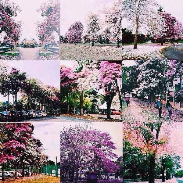 MUSIM BUNGA DI MALAYSIA - TUBEPANAS