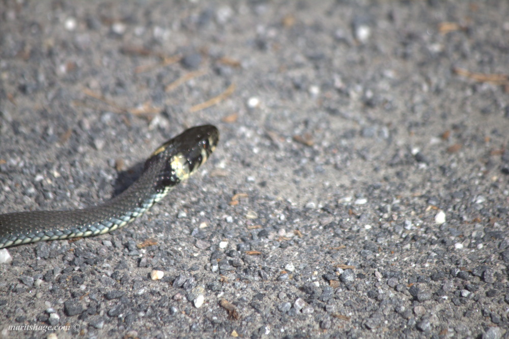 Marits hagedagbok: En surrealistisk naturopplevelse...