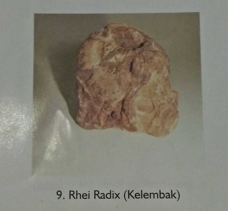 Rhei Radix - Radix-Farmakognosi