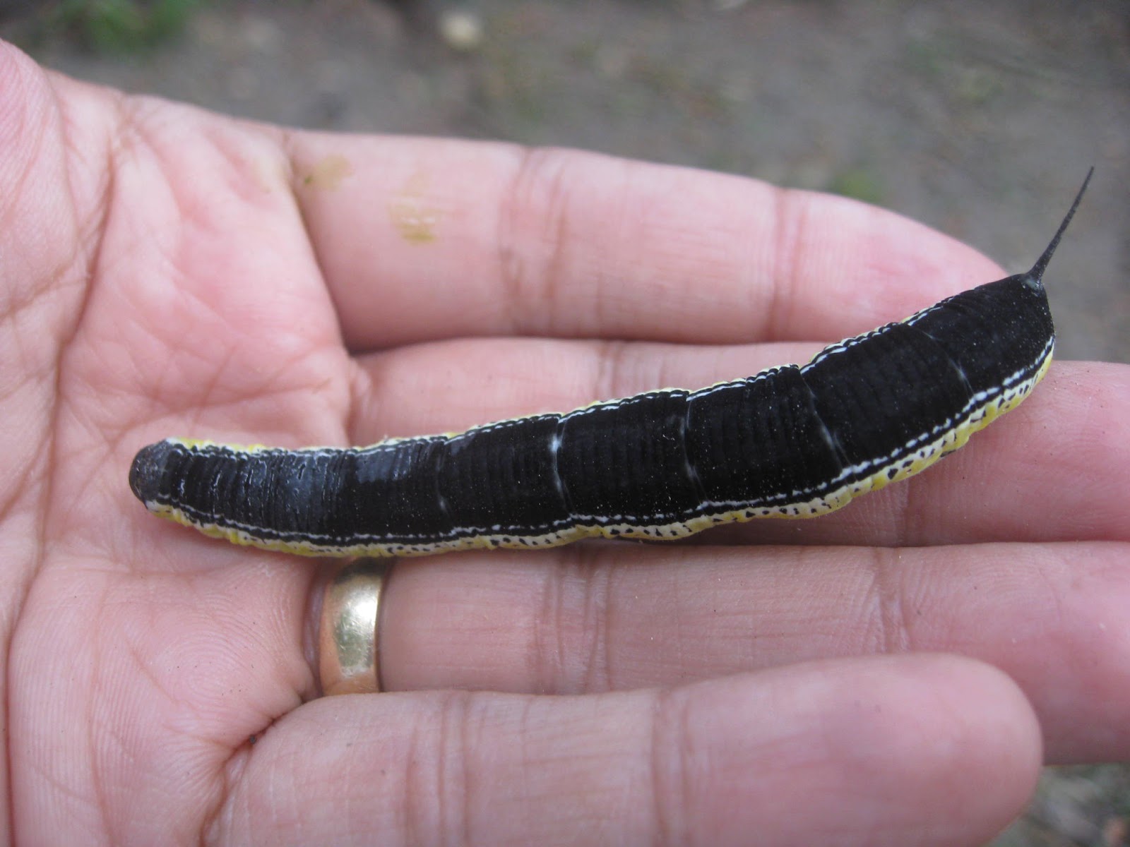 Capital Naturalist by Alonso Abugattas: Catalpa Sphinx Moth Caterpillars