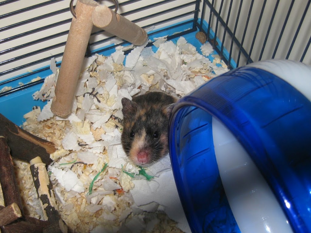 Fotoblog de Hamsti el Hamster: LOS HAMSTERS