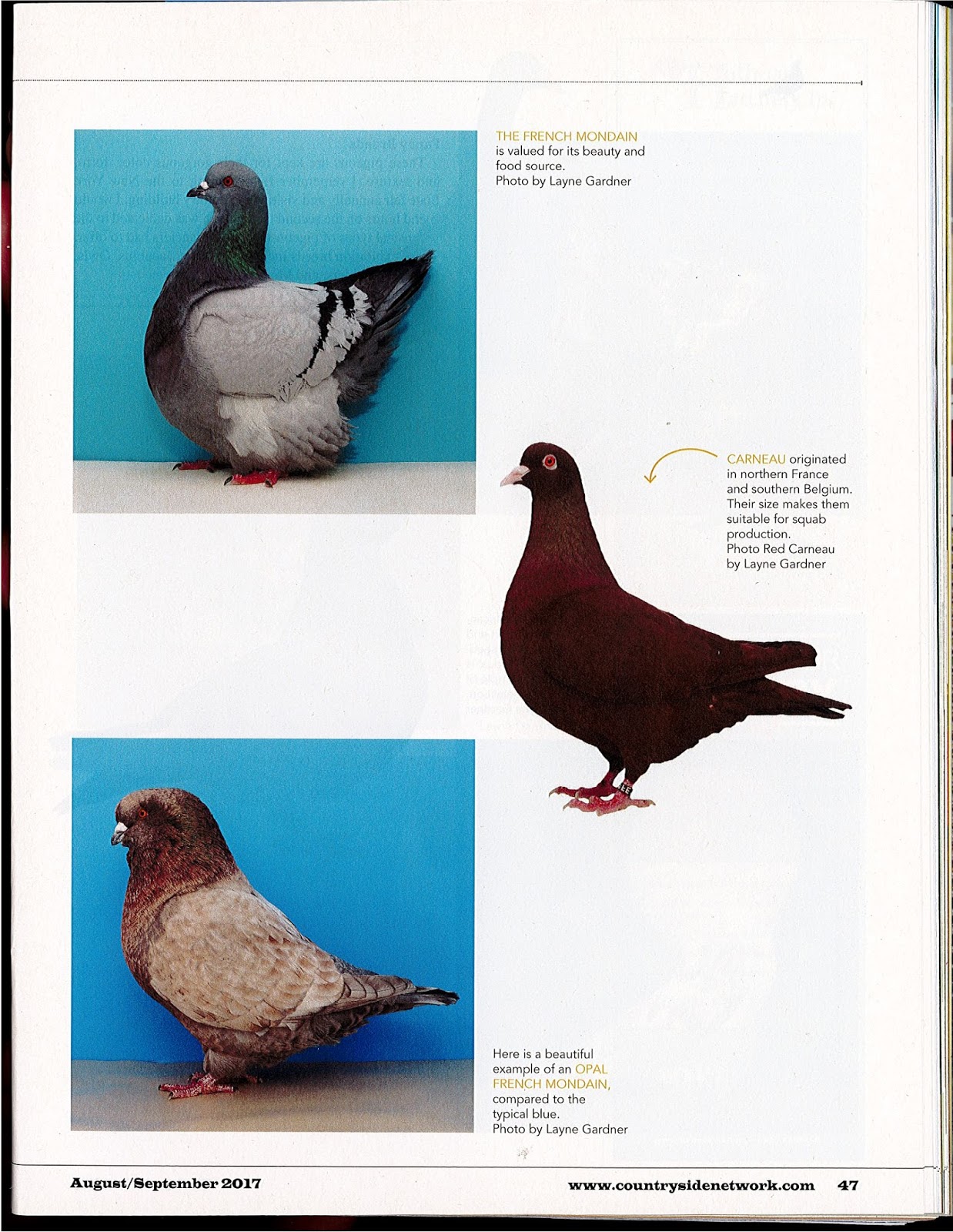 AMERICAN RACING PIGEON UNION: Backyard Poultry 4-part series, written ...