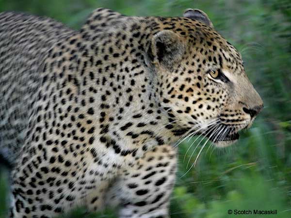 LEOPARDS NICE WALLPAPERS. | The Treasure of Wallpapers