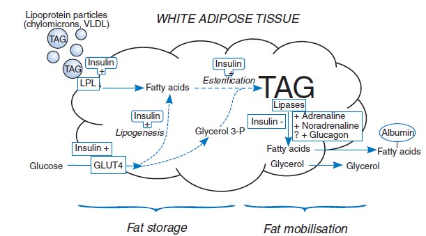 Fat Tissue Regulation ~ Part IX: ASP, LPL and the Triglyceride/Fatty ...