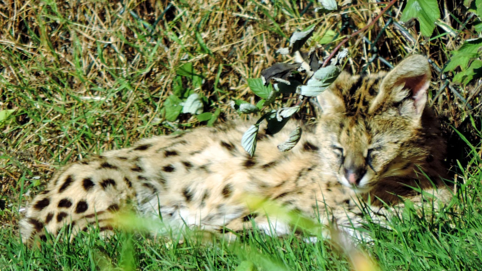 The Glebe Blog: 09/2014