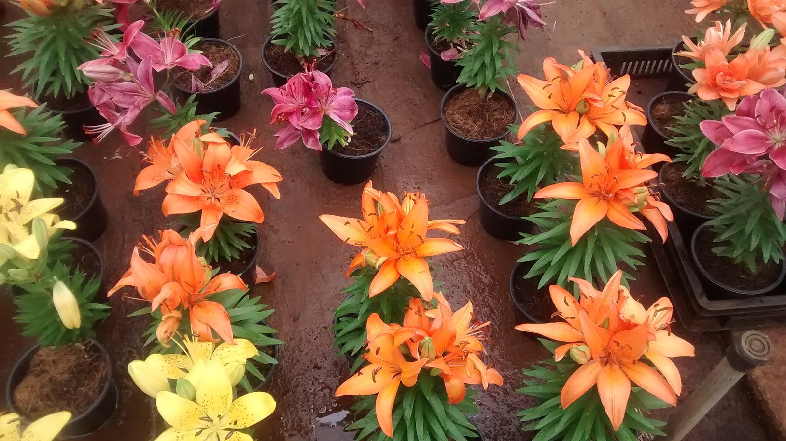 Winter Seasonal Flowers in India - PTN Creations