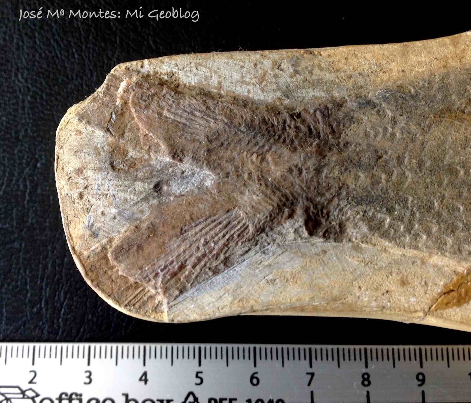 Mi Geoblog: Geologia y más: PECES FOSILES DE LA FORMACION ROMUALDO ...