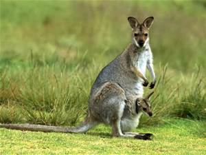 Wildlife and Flowers: POUCHED MAMMALS OR MARSUPIALS