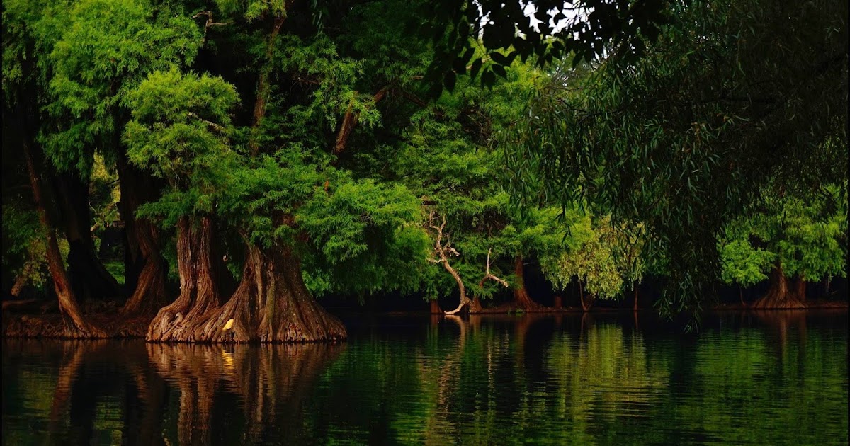 Jaime Ramos Méndez: Sabinos o ahuehuetes en el lago Camécuaro ...