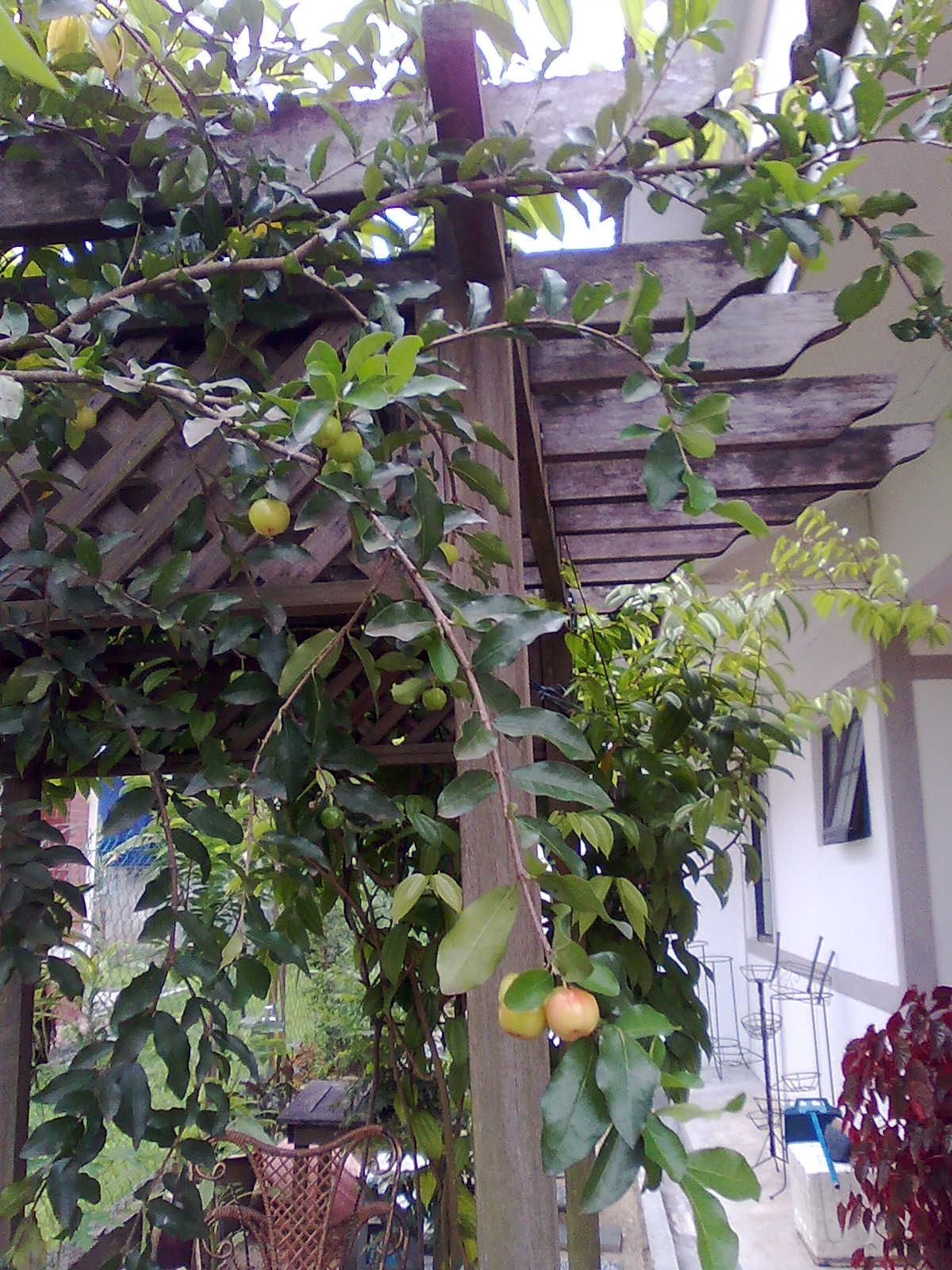 Pokok epal dah berbuah | Bila Embun Menitis