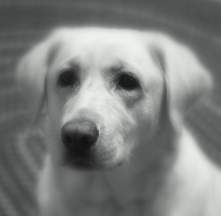 Maplewood Labradors: White Labrador - English Cream Labrador Puppy ...