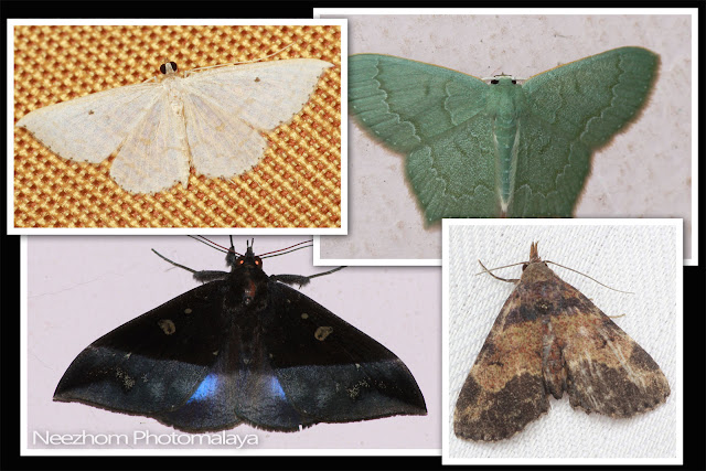 Moth wings patterns collection ~ Neezhom