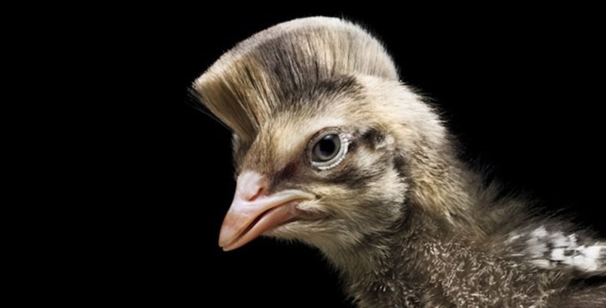 10 Gaya Rambut Unik Binatang | Bing Trend