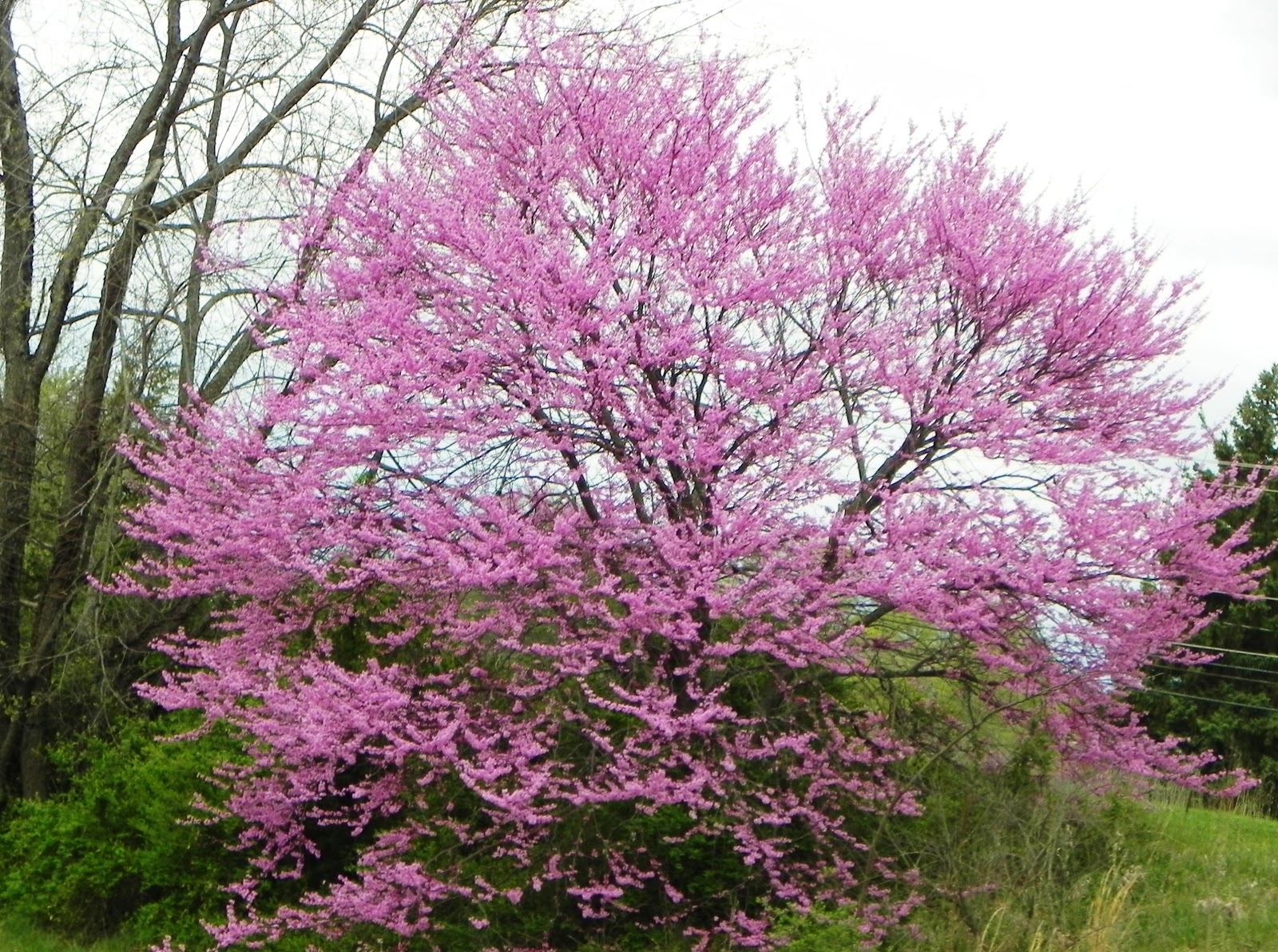 Let Your Light Shine: The Judas Tree
