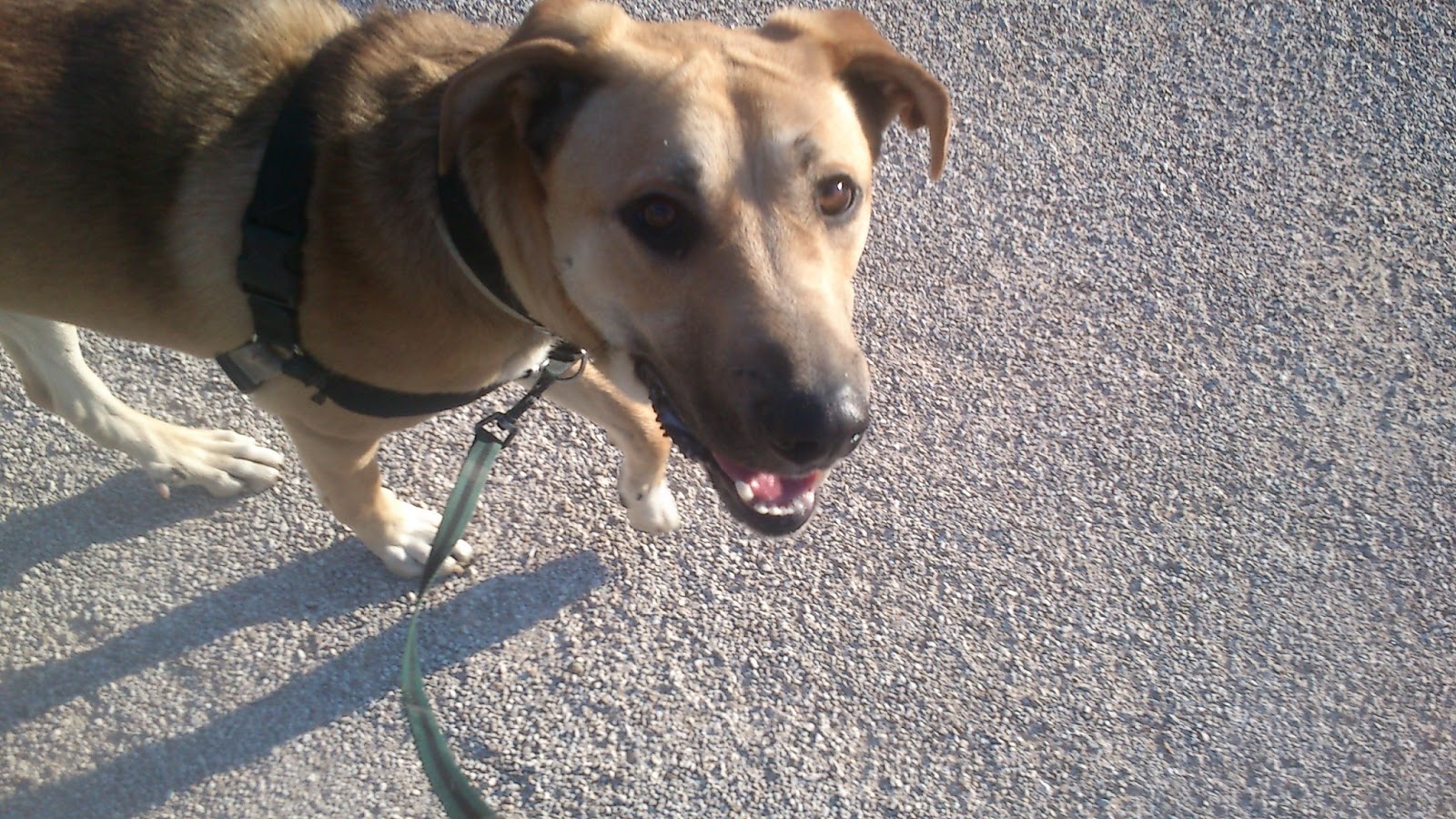 Trela e Companhia: AMIGOS DA TRELA E COMPANHIA