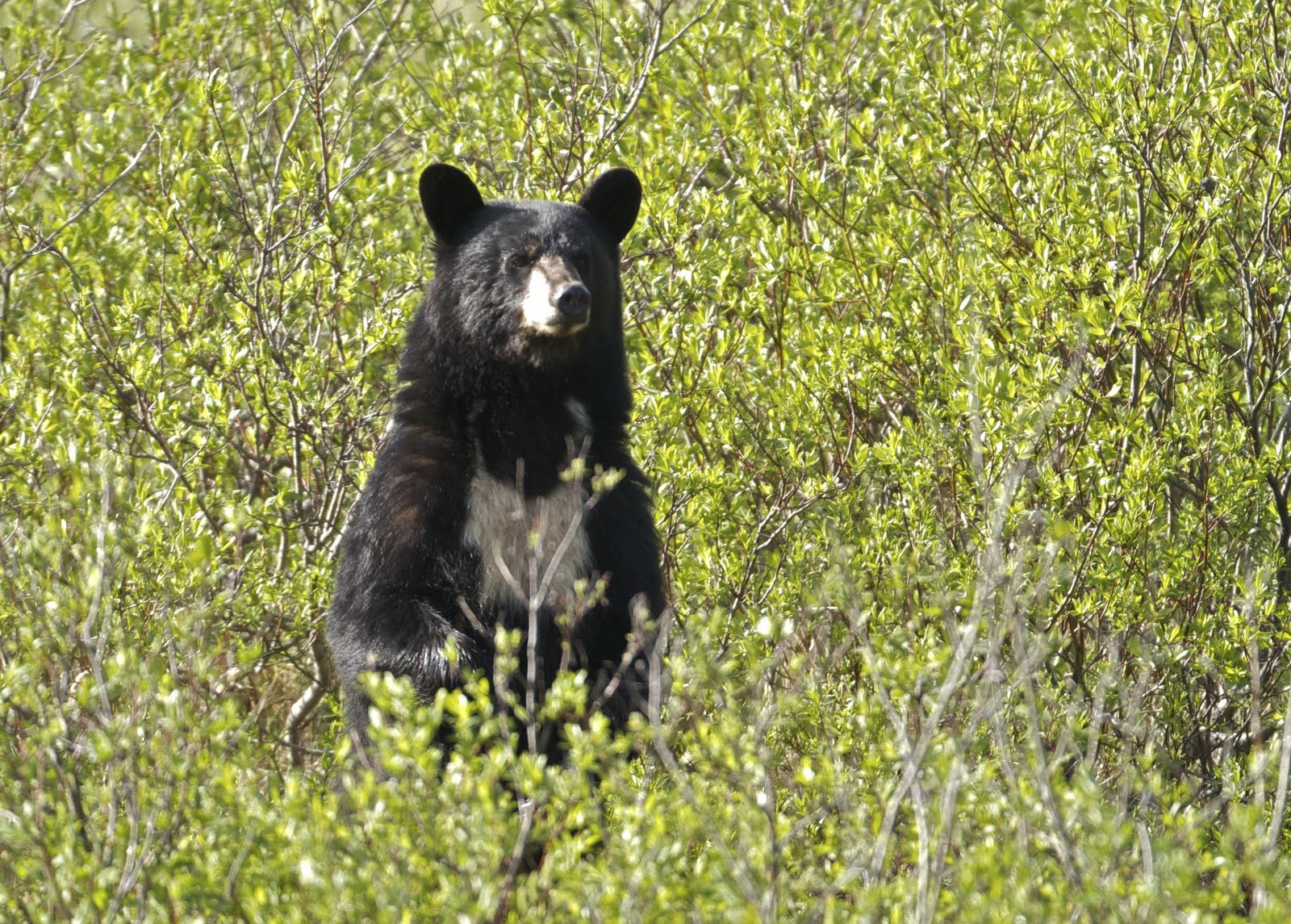 EASTERN CANADA JOURNEY OF DISCOVERY: LABRADOR (PART 1)